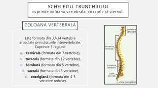 Sistemul locomotor - biologie | PPTX
