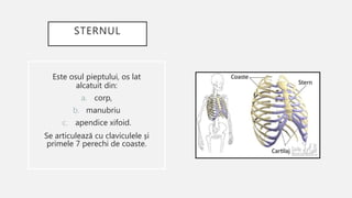 Sistemul locomotor - biologie | PPTX