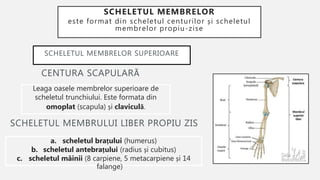 Sistemul locomotor - biologie | PPTX