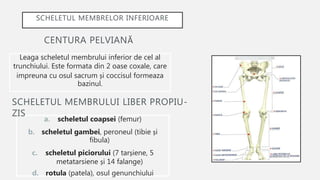 Sistemul locomotor - biologie | PPTX