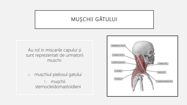 Sistemul locomotor - biologie | PPTX