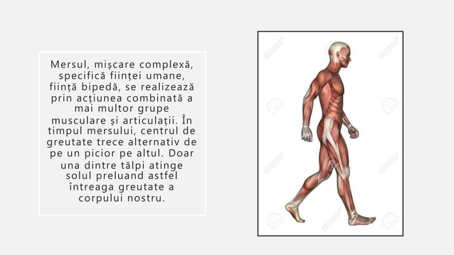 Sistemul locomotor - biologie | PPTX