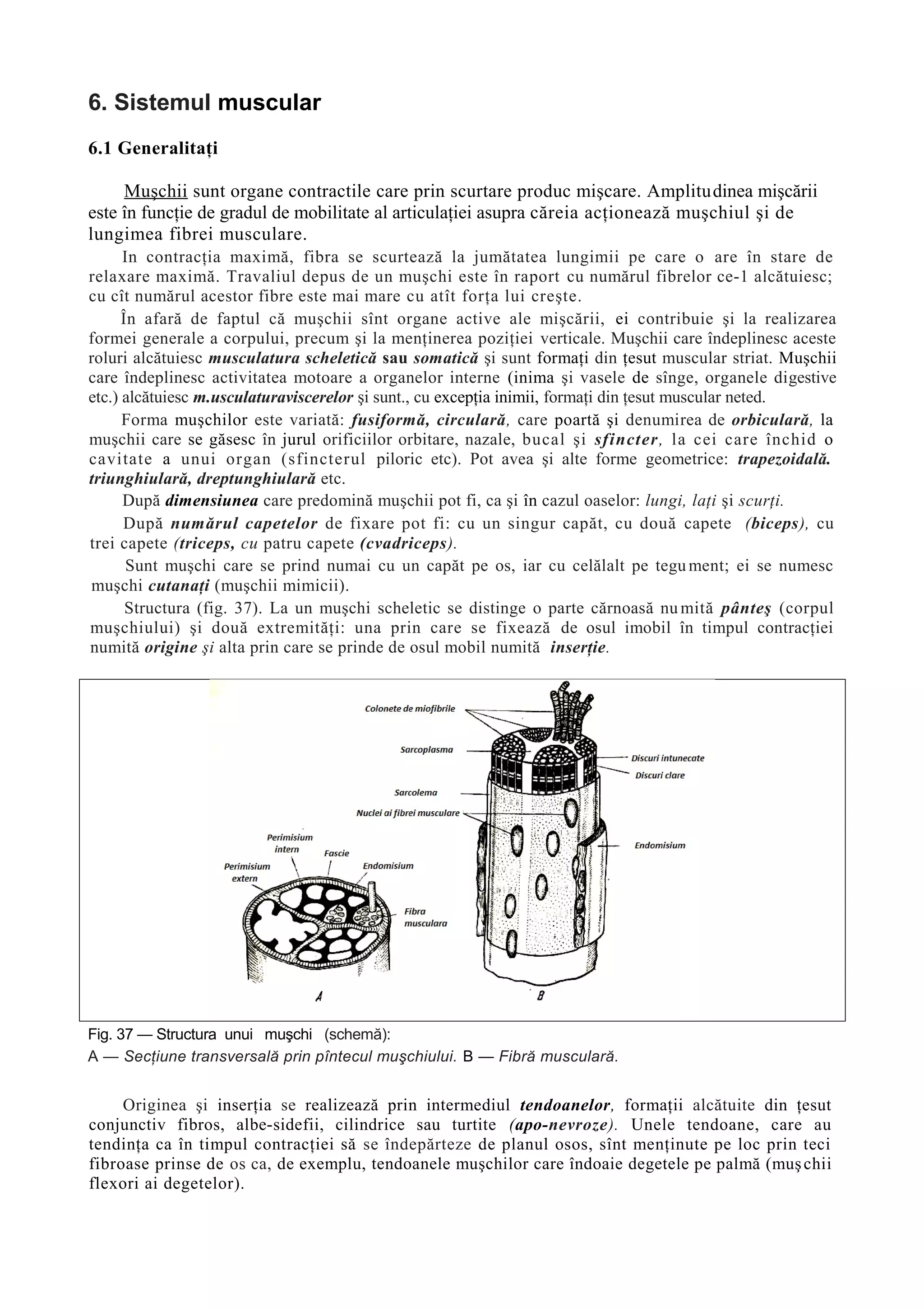 Sistemul muscular | DOC