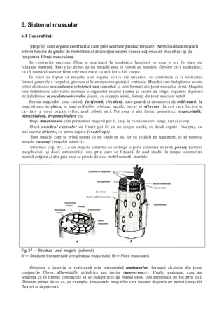 Sistemul muscular | PDF