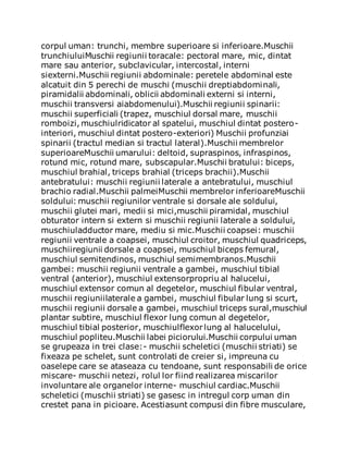 Sistemul muscular | PDF