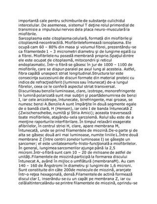 Sistemul muscular | PDF