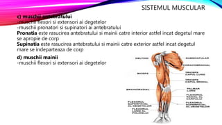 SISTEMUL MUSCULAR.pptx
