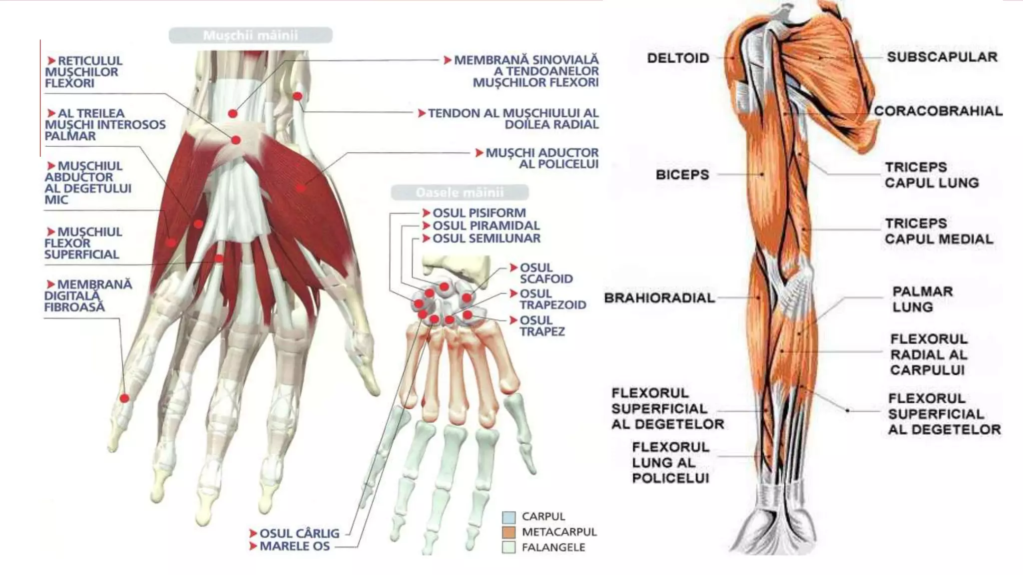 SISTEMUL MUSCULAR.ppt