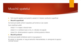 SISTEMUL MUSCULAR.ppt
