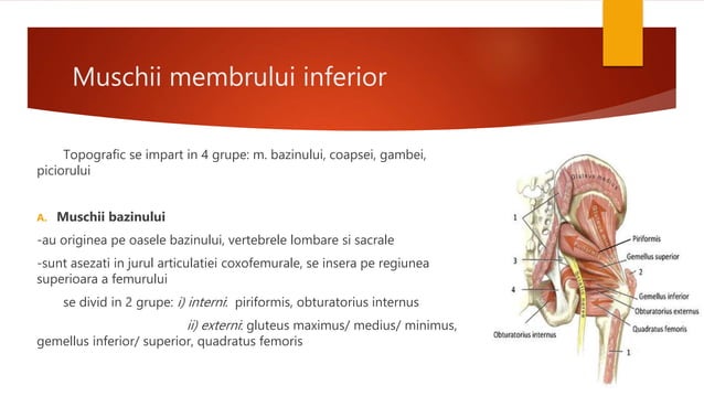 SISTEMUL MUSCULAR.ppt