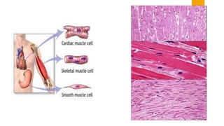 SISTEMUL MUSCULAR.ppt