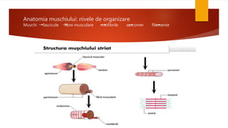 SISTEMUL MUSCULAR.ppt