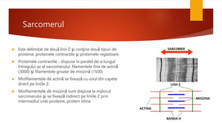 SISTEMUL MUSCULAR.ppt