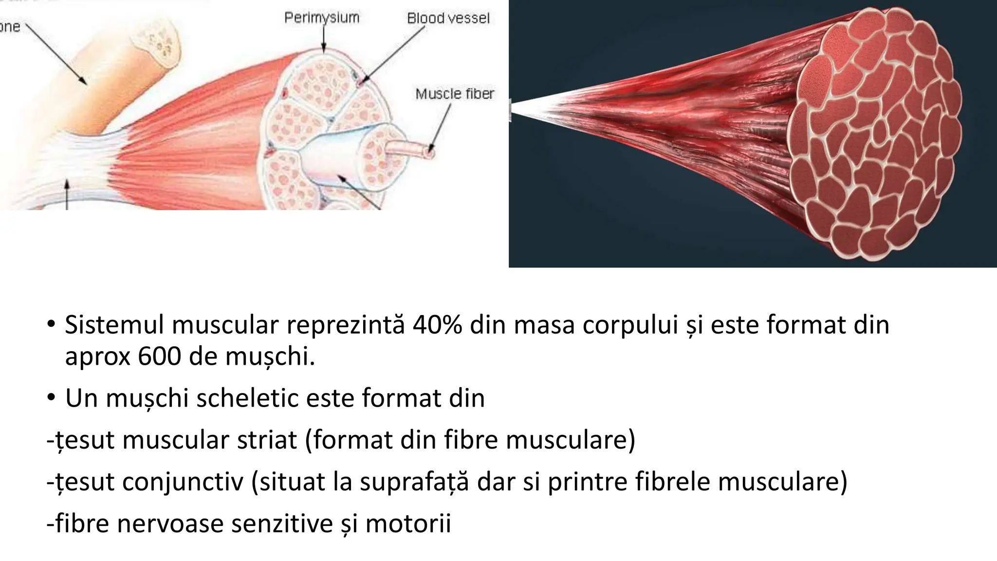 sistemul_muscular biologie clasa a 7-a l | PPTX