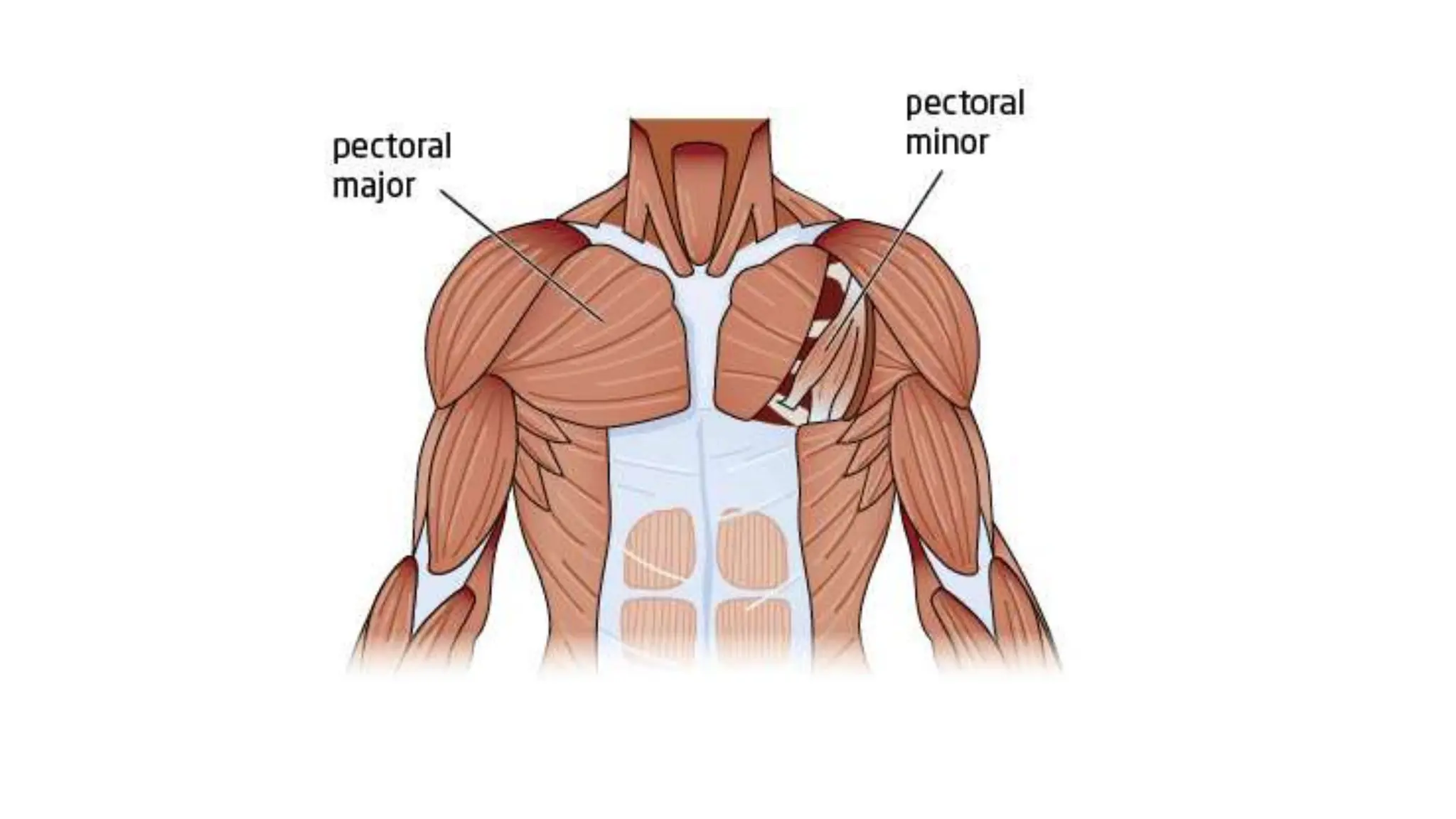 sistemul_muscular biologie clasa a 7-a l | PPTX