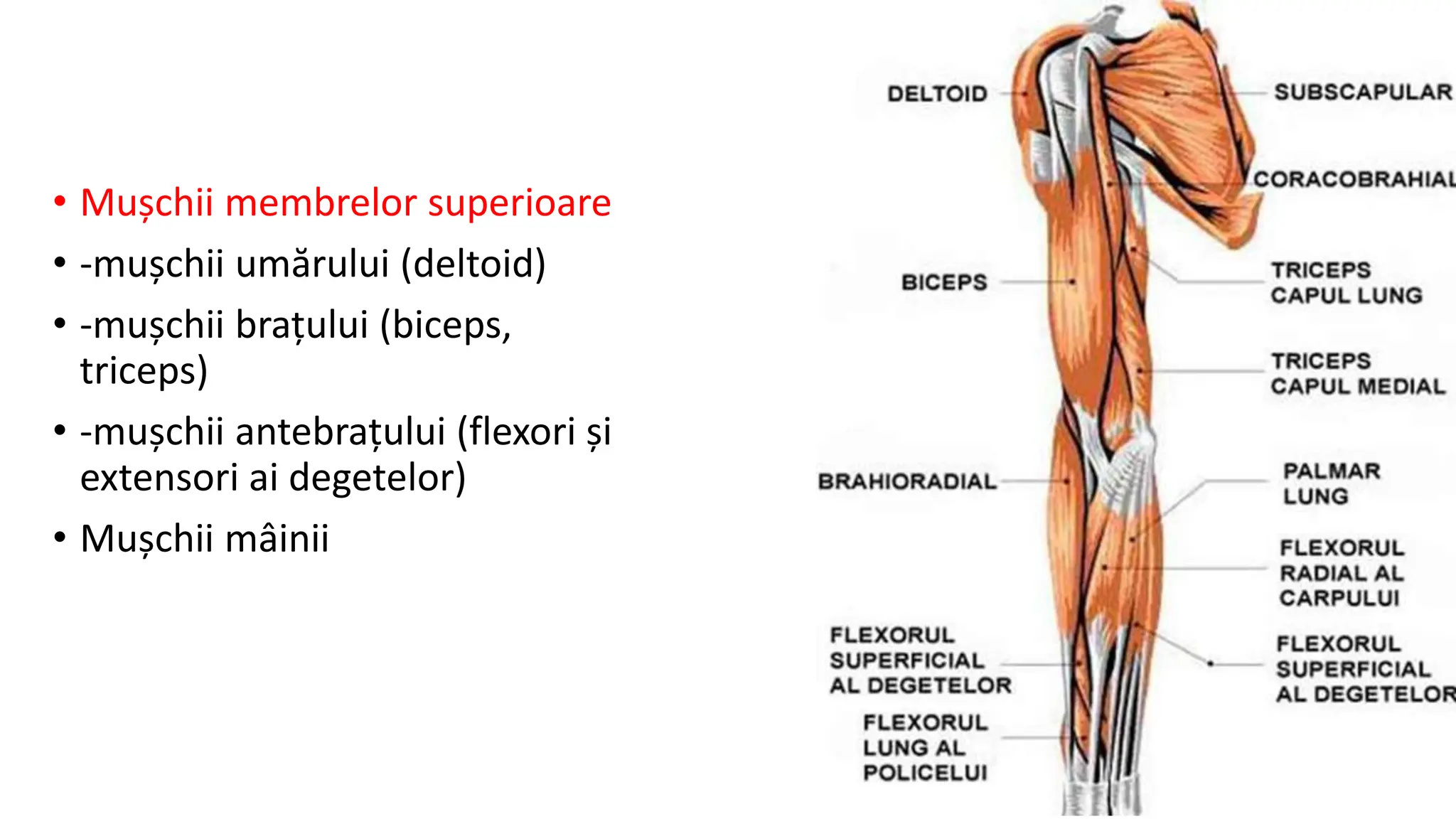 sistemul_muscular biologie clasa a 7-a l | PPTX