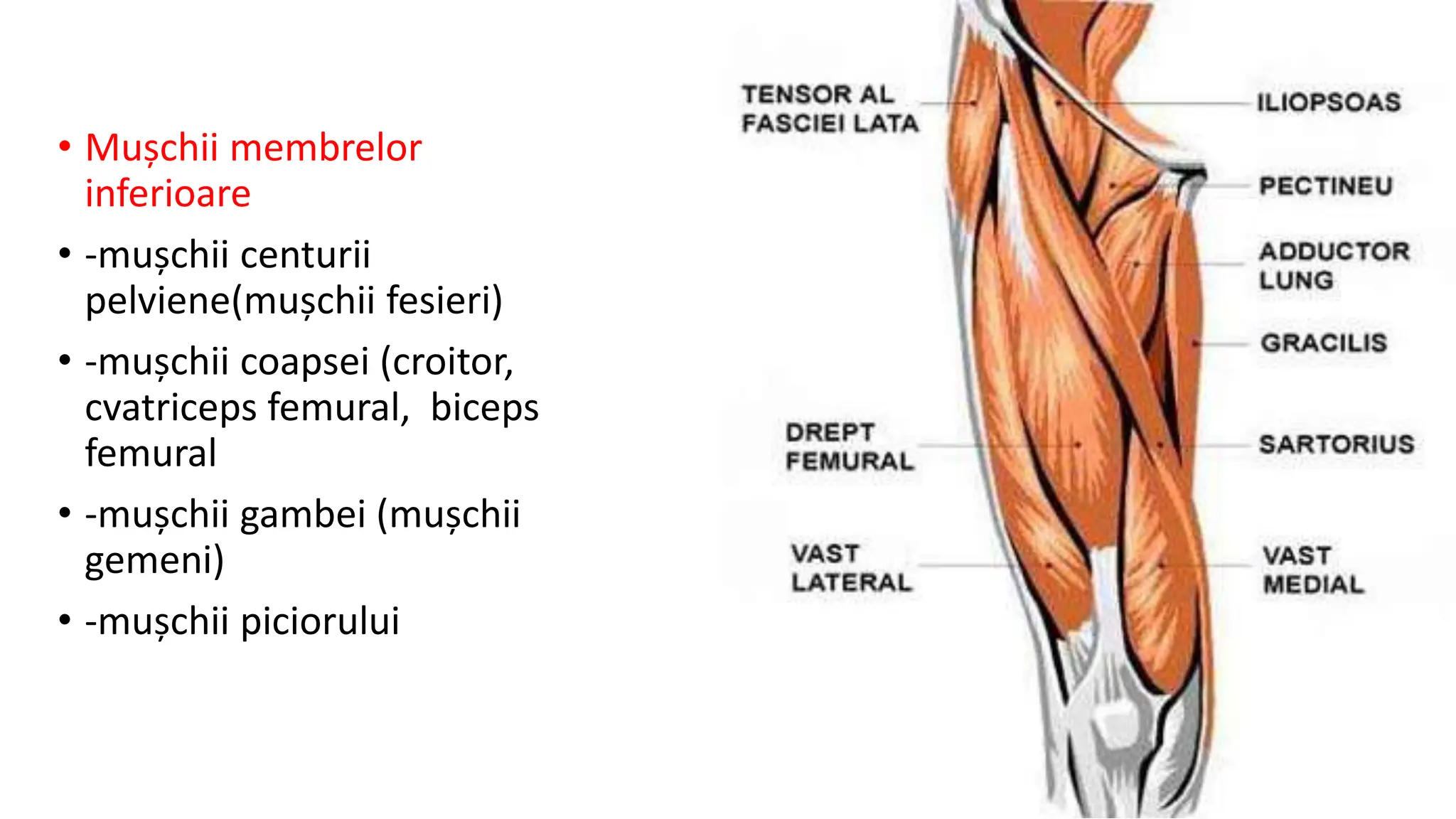 sistemul_muscular biologie clasa a 7-a l | PPTX