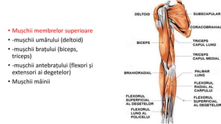 sistemul_muscular biologie clasa a 7-a l | PPTX