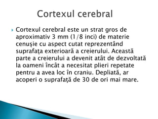Sistemul nervos | PPTX