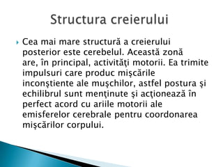 Sistemul nervos | PPTX