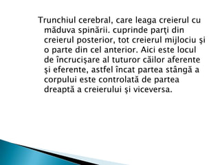 Sistemul nervos | PPTX