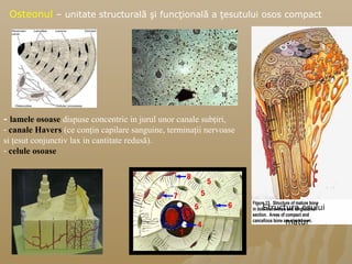 ciobanu_catalina_flickr | PPT