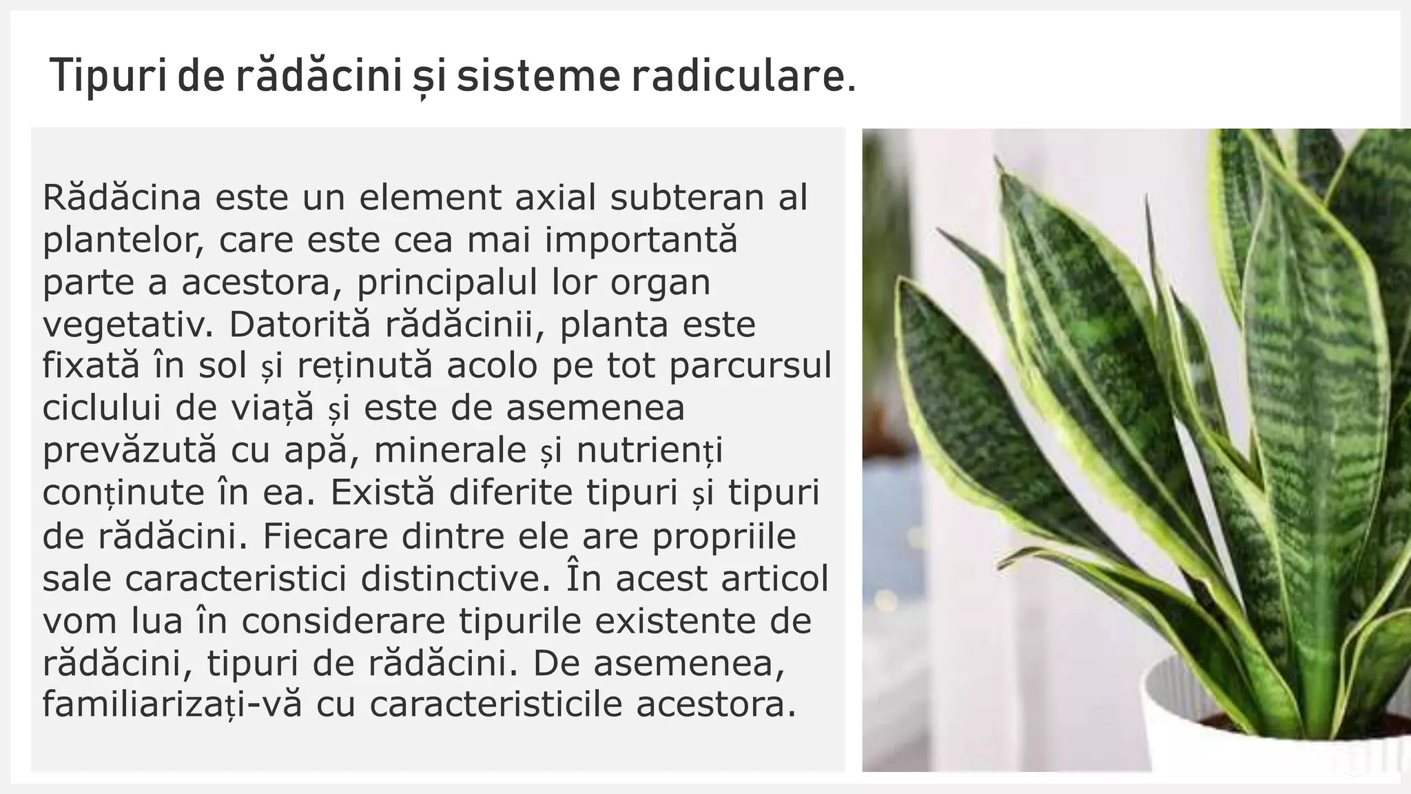 Efectele Fumatului | PPTX