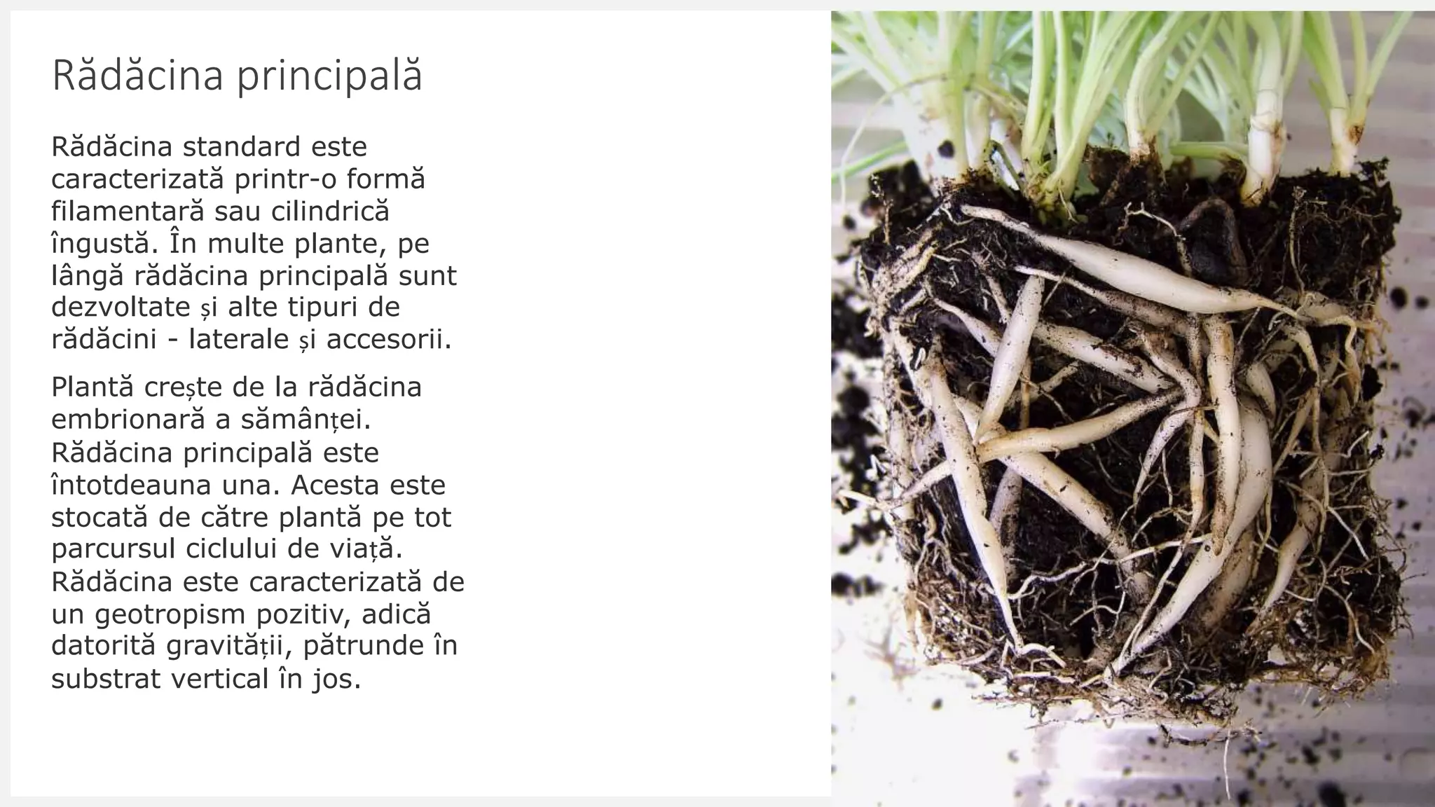 Efectele Fumatului | PPTX