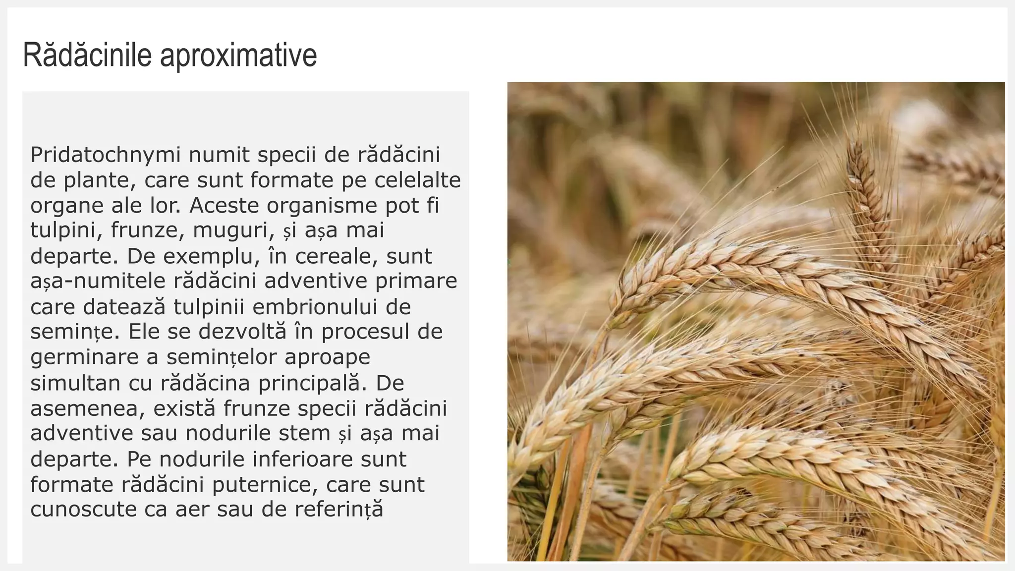 Efectele Fumatului | PPTX