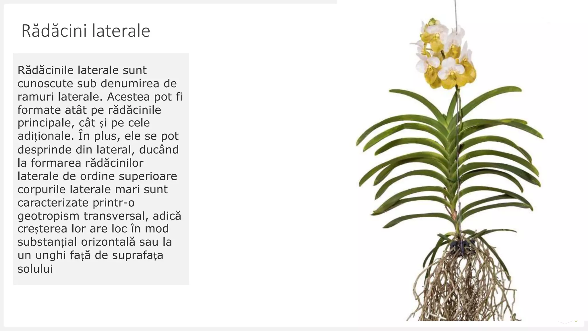 Efectele Fumatului | PPTX