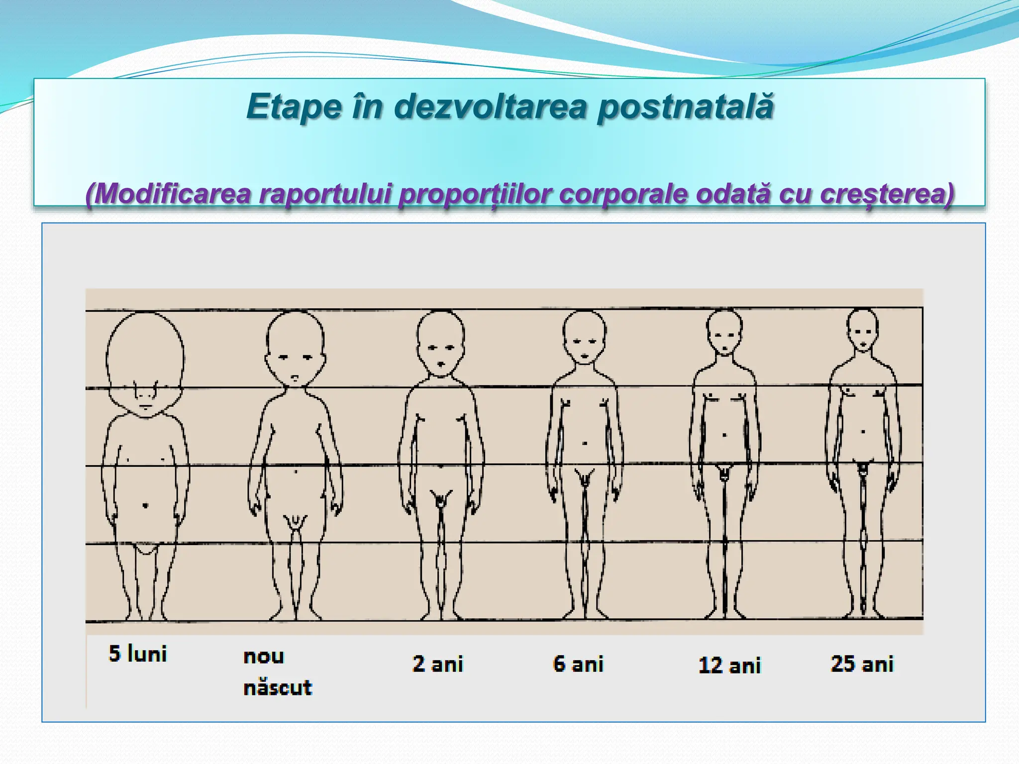sistemul_reproducator_i_reproducerea_la_om.pptx