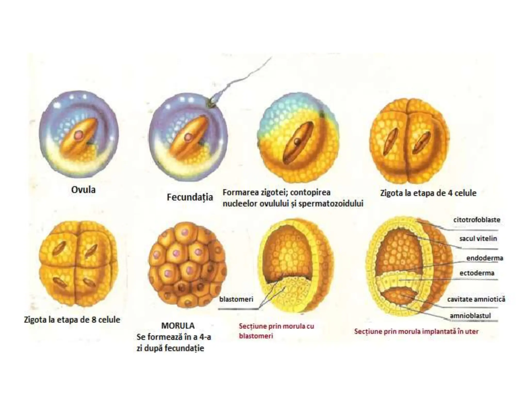 sistemul_reproducator_i_reproducerea_la_om.pptx