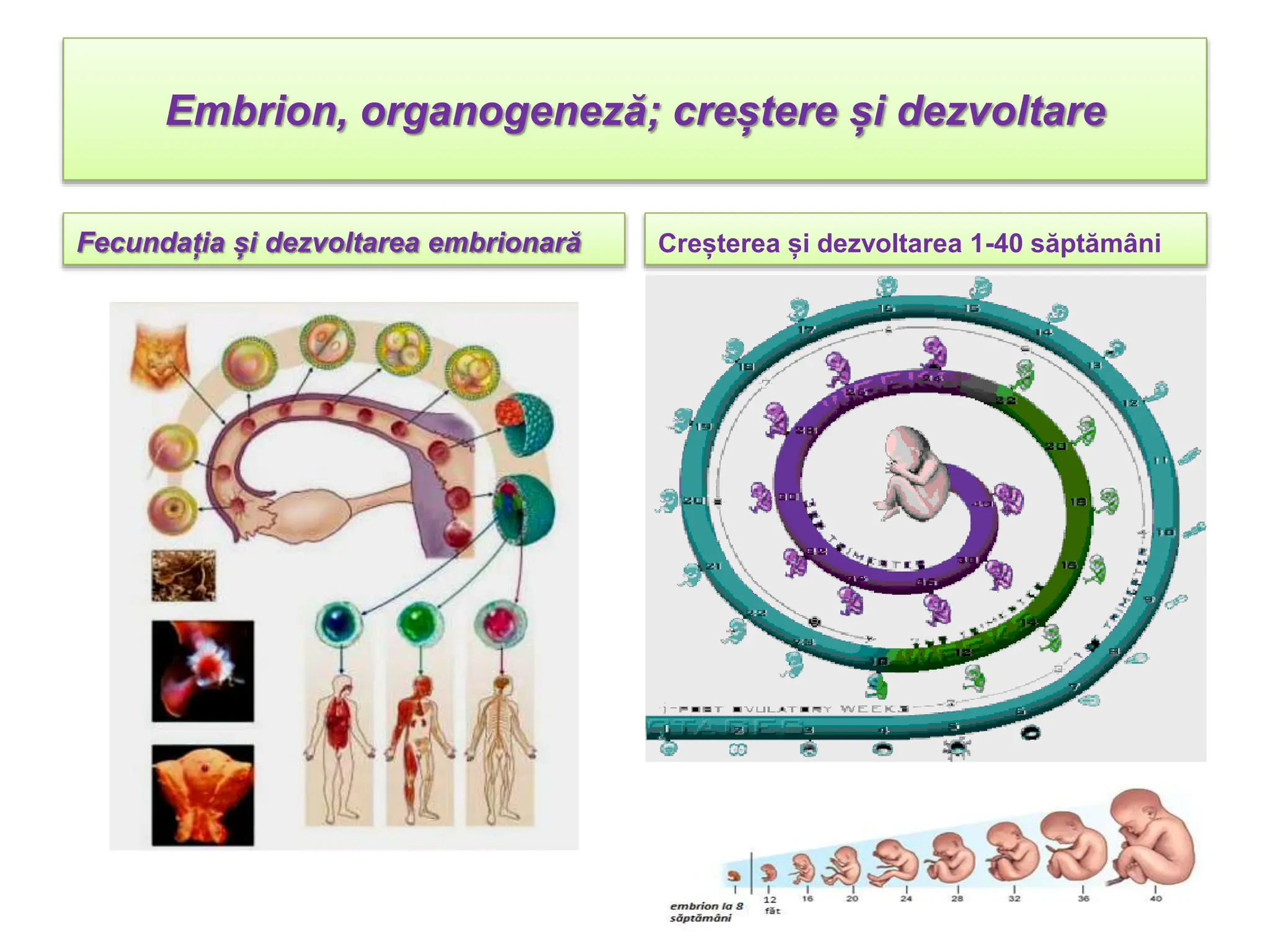 sistemul_reproducator_i_reproducerea_la_om.pptx