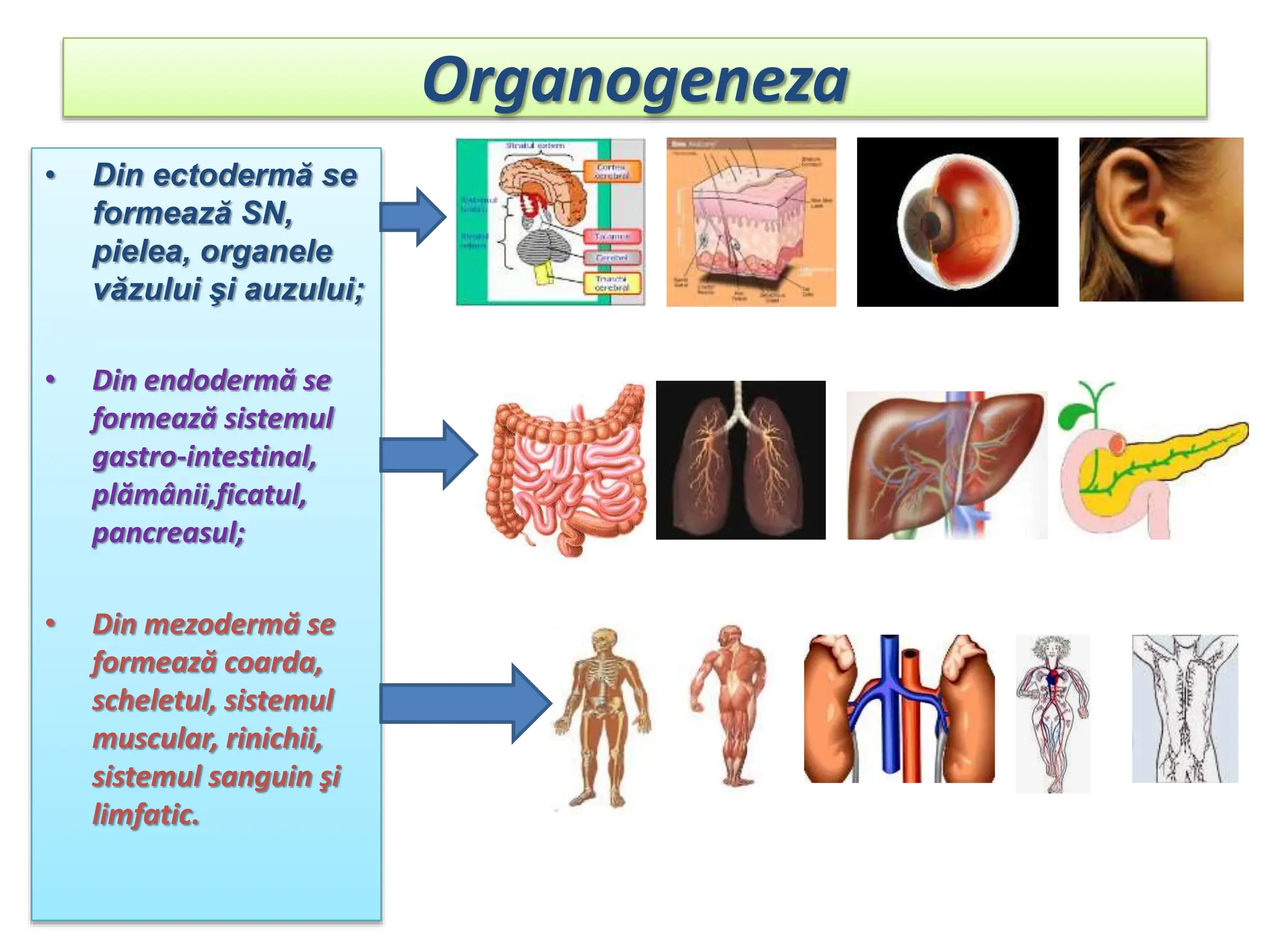 sistemul_reproducator_i_reproducerea_la_om.pptx