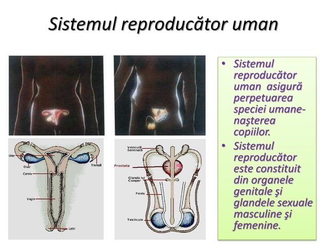 sistemul_reproducator_i_reproducerea_la_om.pptx