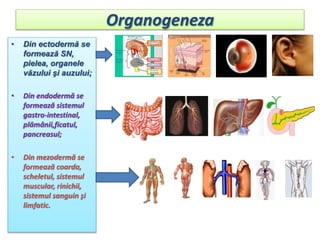 sistemul_reproducator_i_reproducerea_la_om.pptx