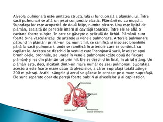 Sistemul respirator | PPTX