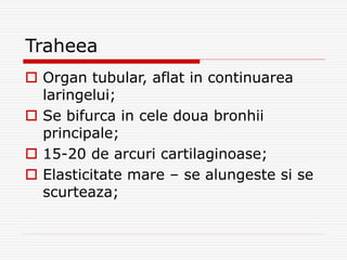 Sistemul respirator.ppt