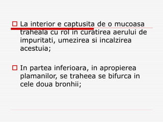 Sistemul respirator.ppt