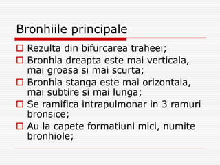 Sistemul respirator.ppt