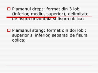 Sistemul respirator.ppt