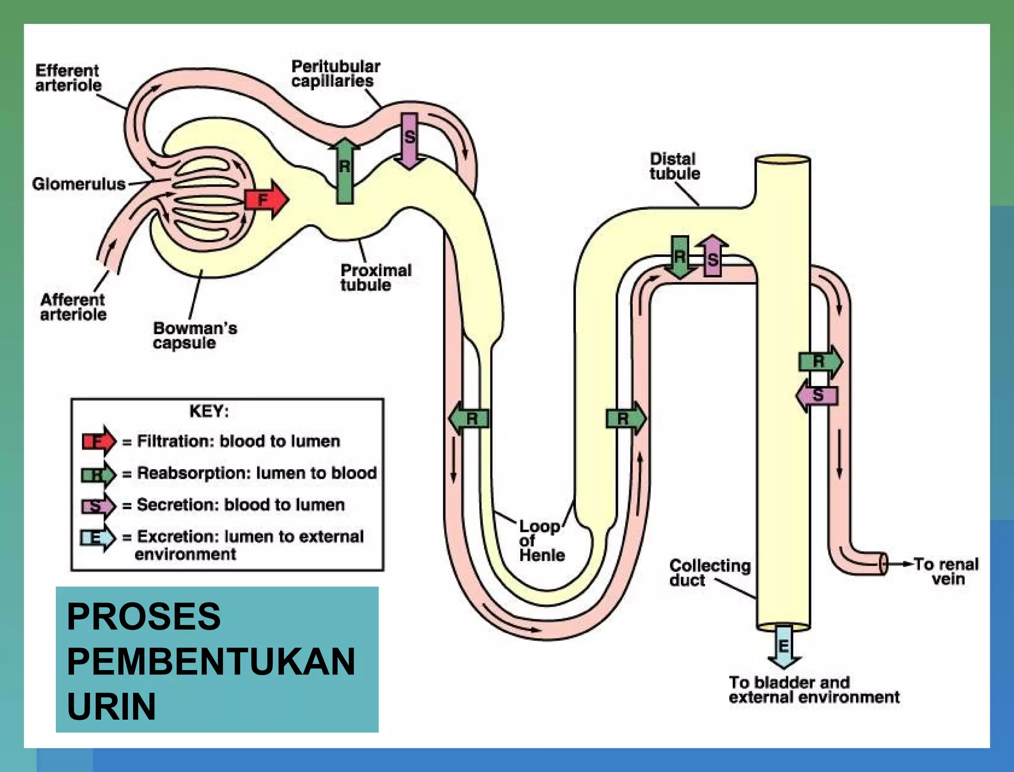 SISTEM URINARIA | PPT