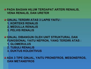 SISTEM URINARIA | PPT