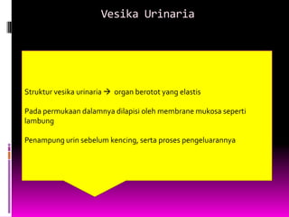 Sistem urinaria | PDF
