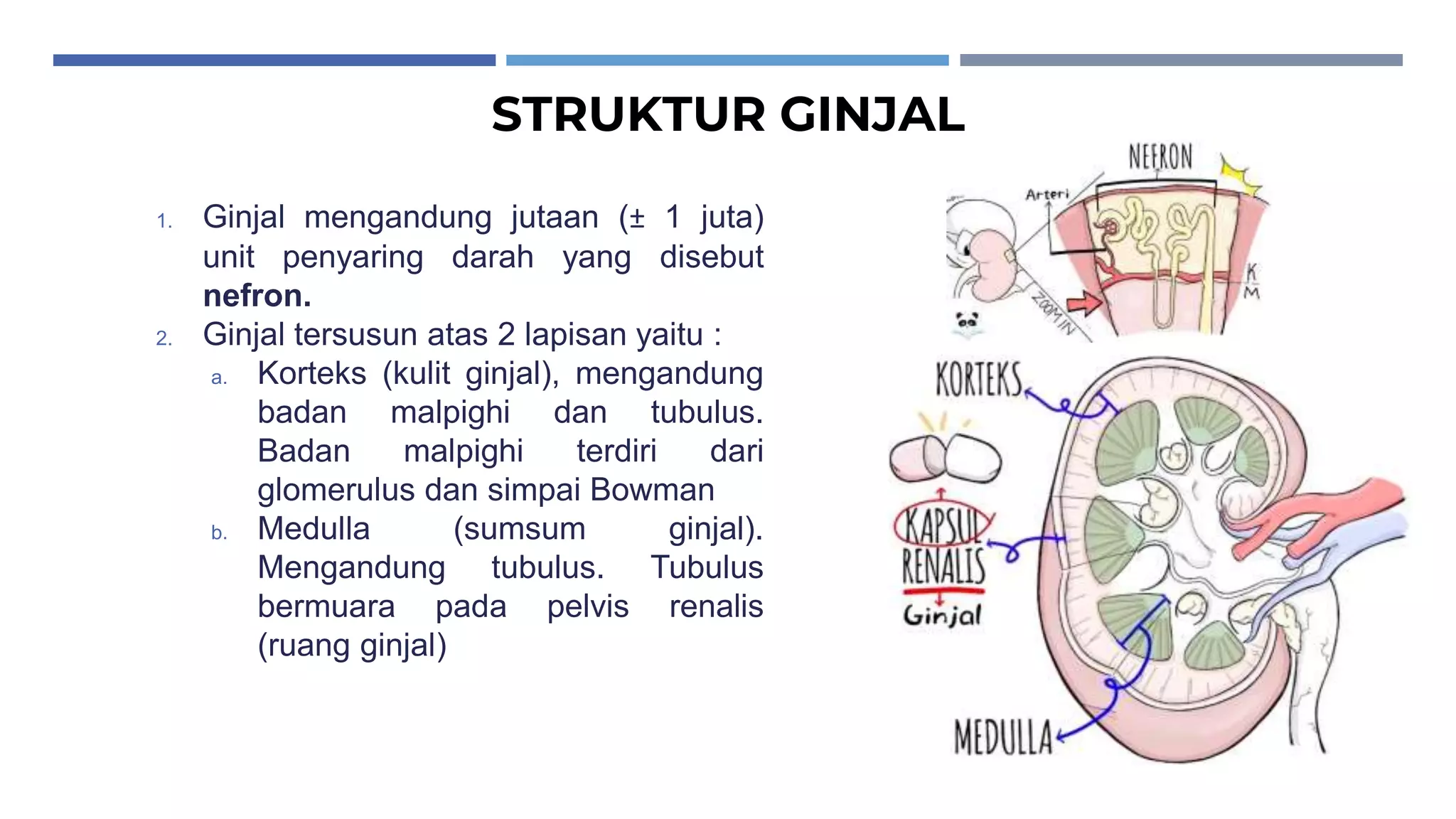 Sistem Urinaria.pptx