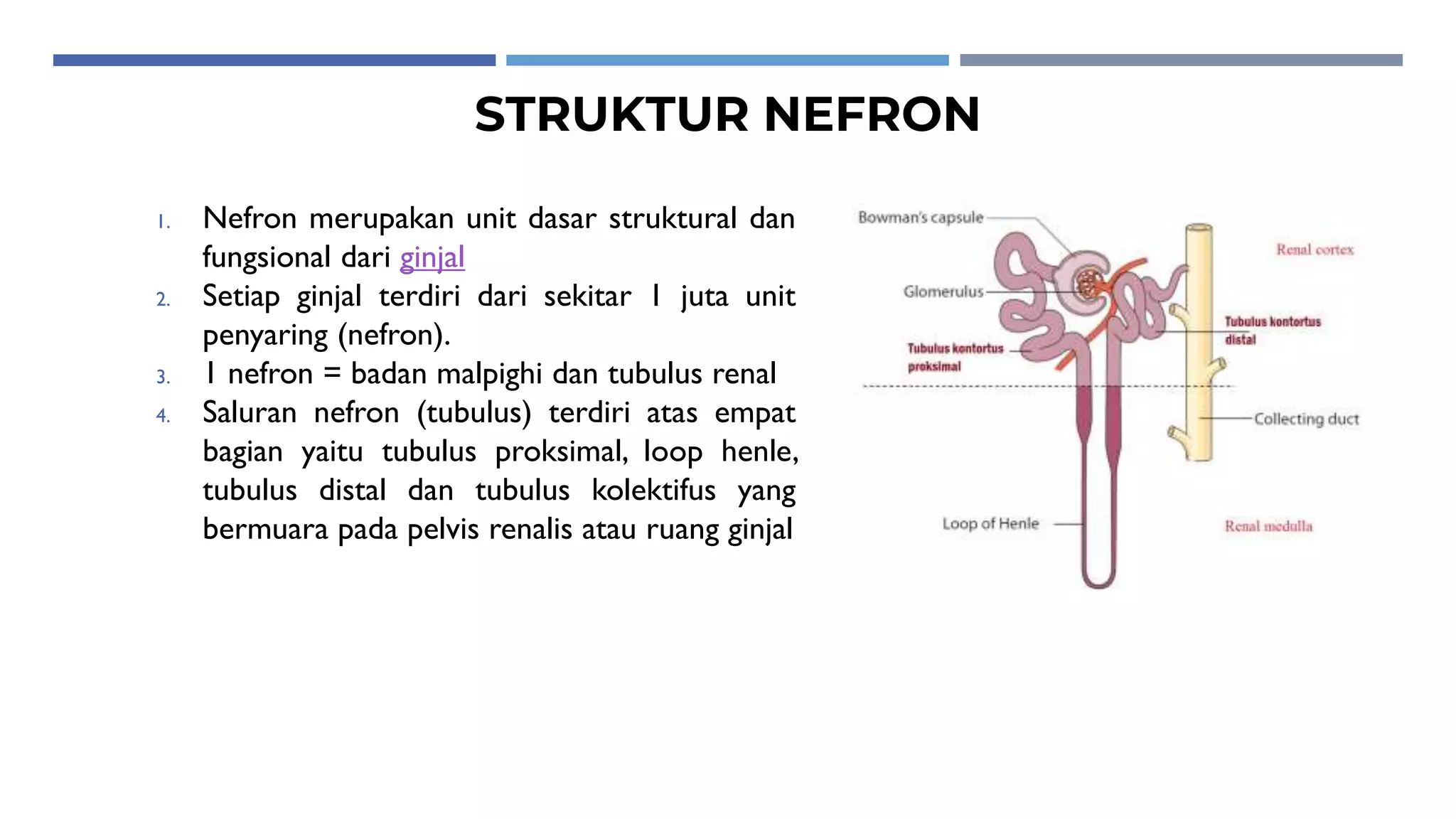 Sistem Urinaria.pptx