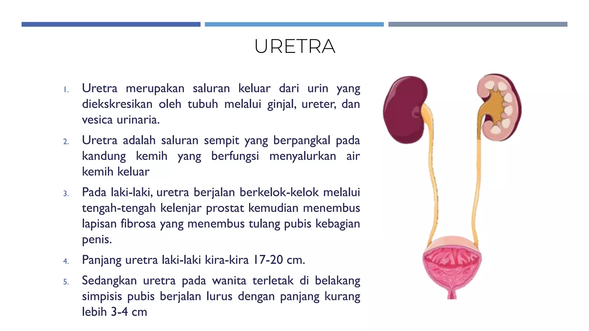 Sistem Urinaria.pptx