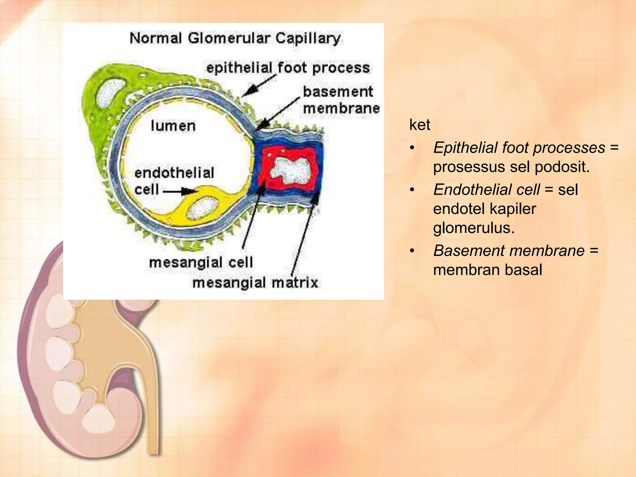HISTOLOGI - Sistem - Urinaria DAN FUNGSI GINJAL.ppt