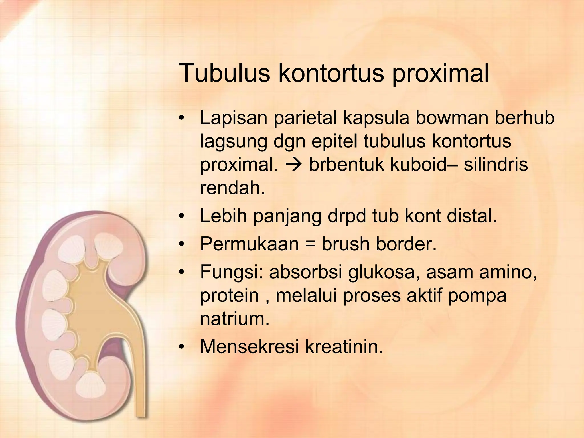 HISTOLOGI - Sistem - Urinaria DAN FUNGSI GINJAL.ppt