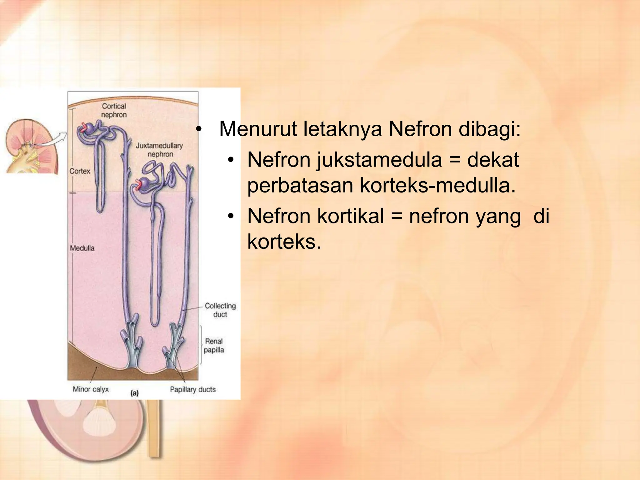 HISTOLOGI - Sistem - Urinaria DAN FUNGSI GINJAL.ppt